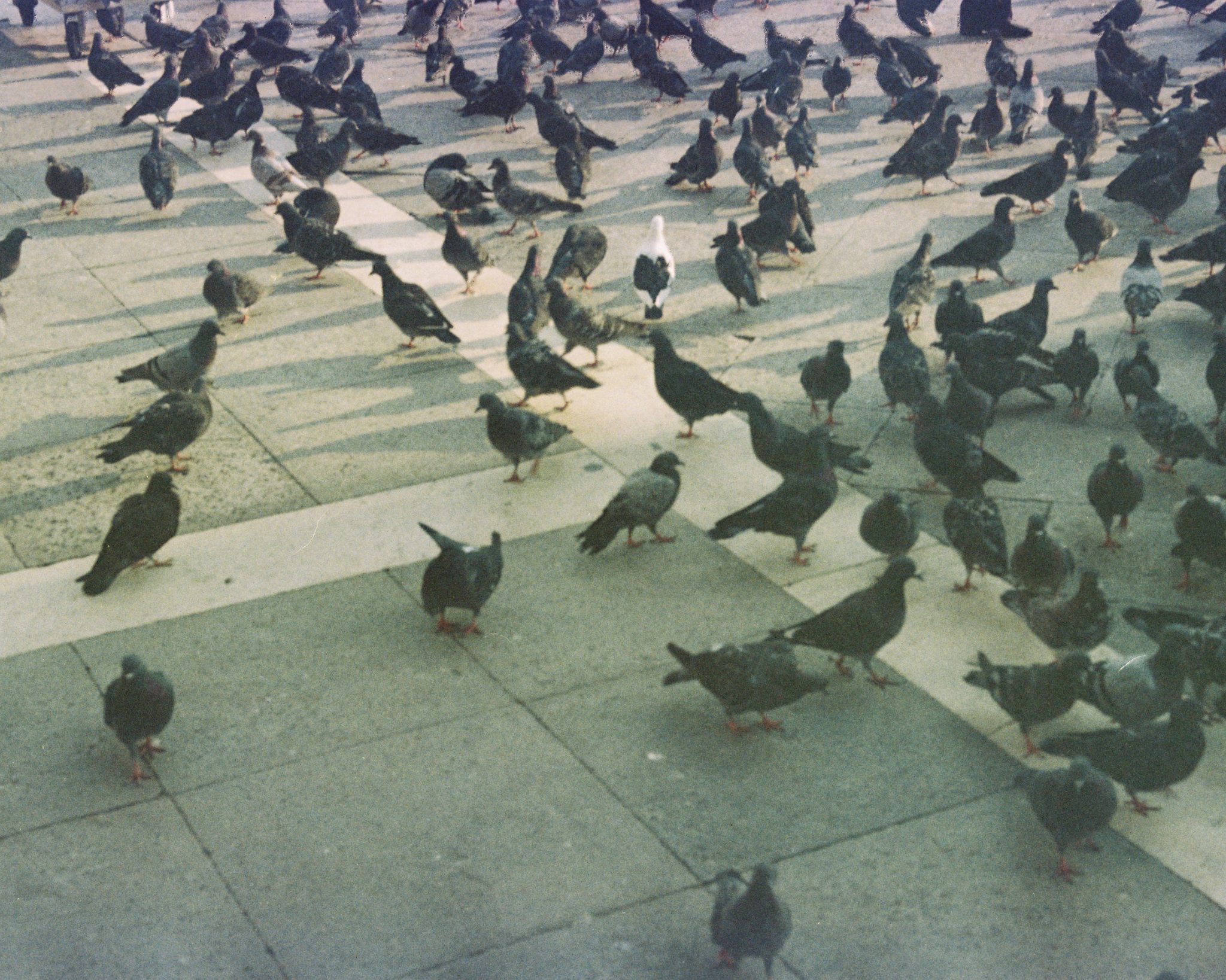 Chicken blood | WritersMosaic Magazine